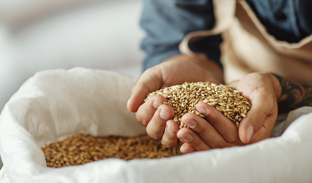 What are Malts? – Barahsinghe Beer